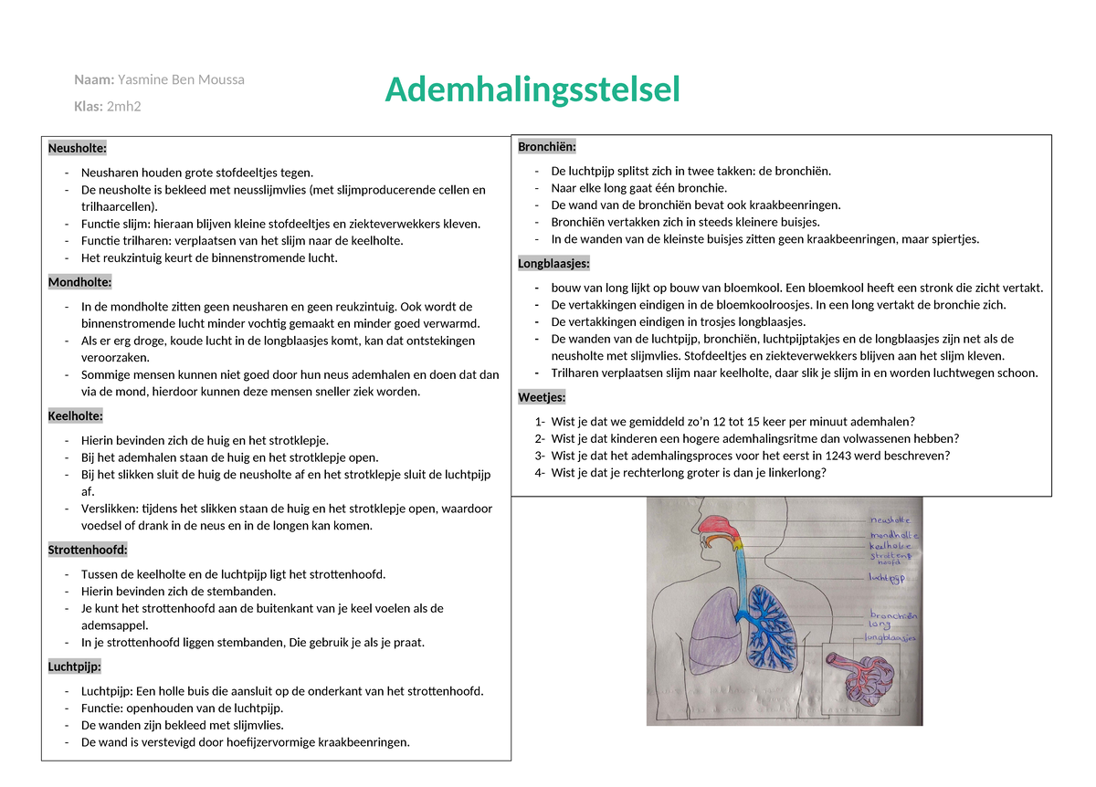 Ademhalingsstelsel Opdracht Bio 2mh2: Functies en Anatomie - Studeersnel