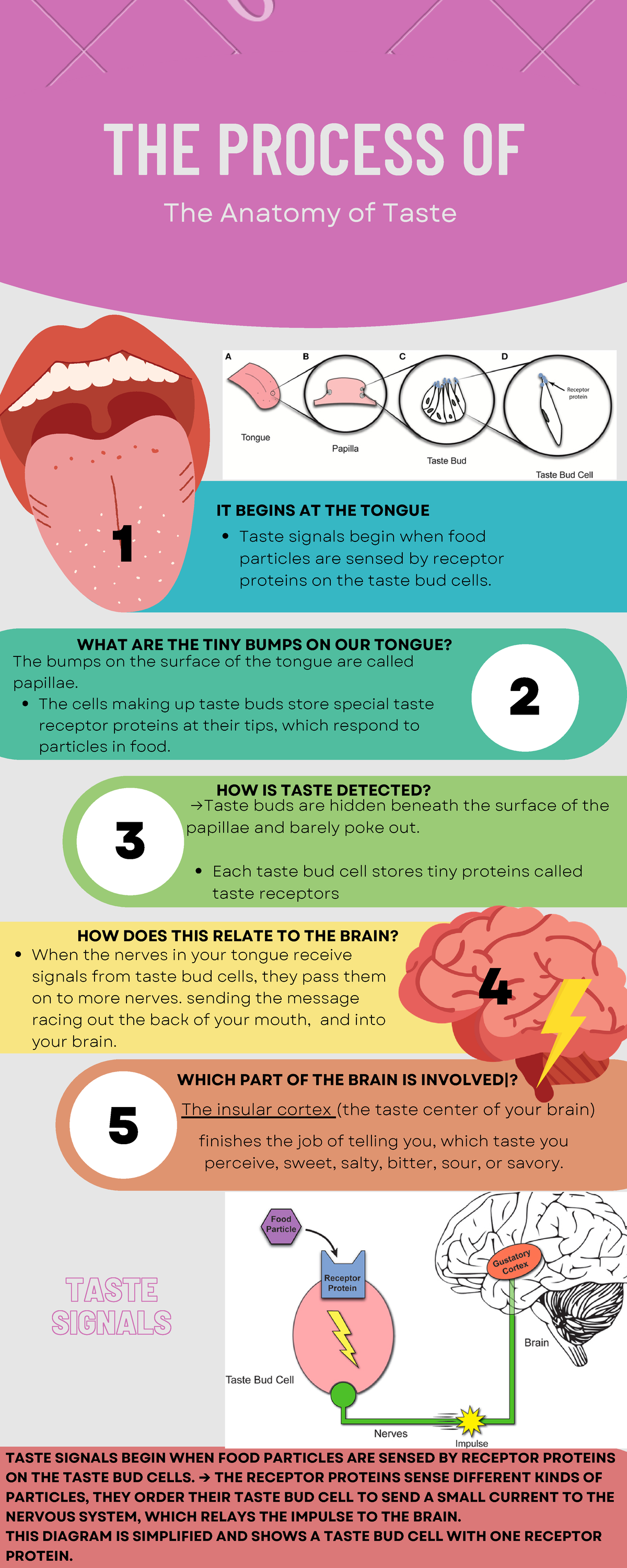 Infographic Task 1 - Understanding Taste and Its Connection to the ...