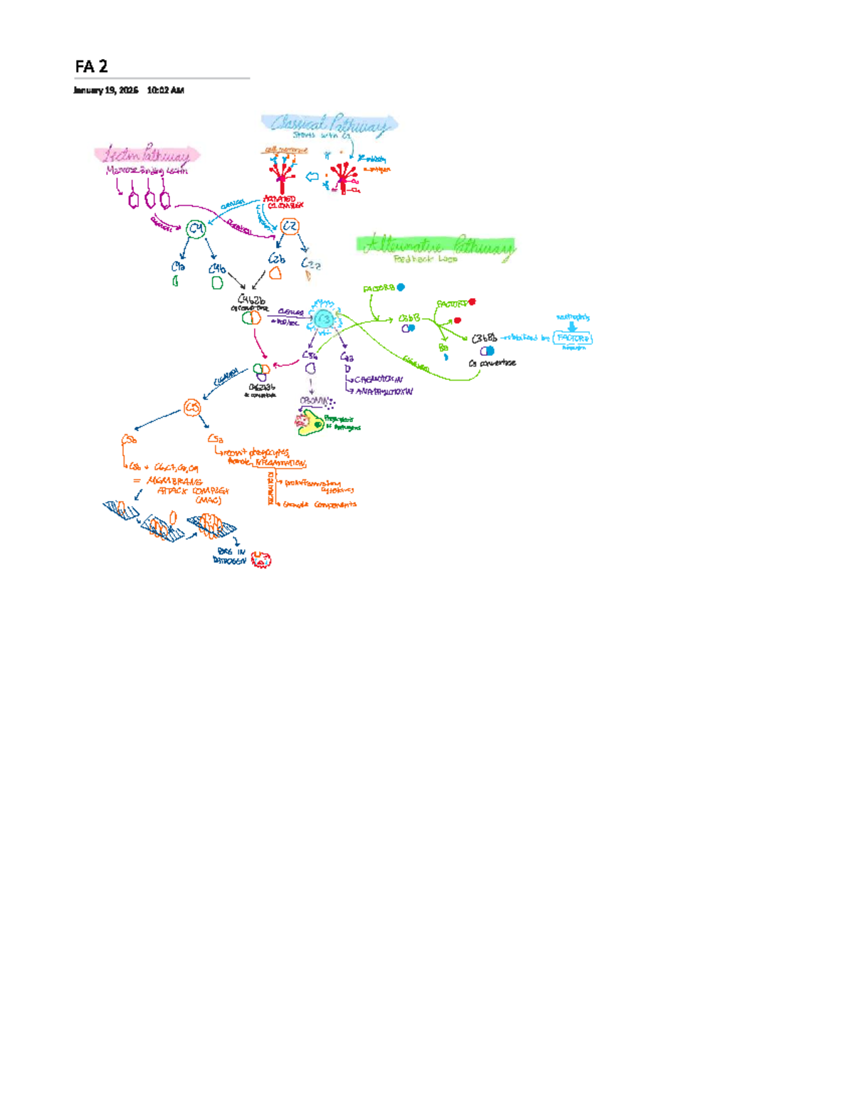 FA2 Mind Map: Classical Pathway & Lectin Pathway Overview - Studocu