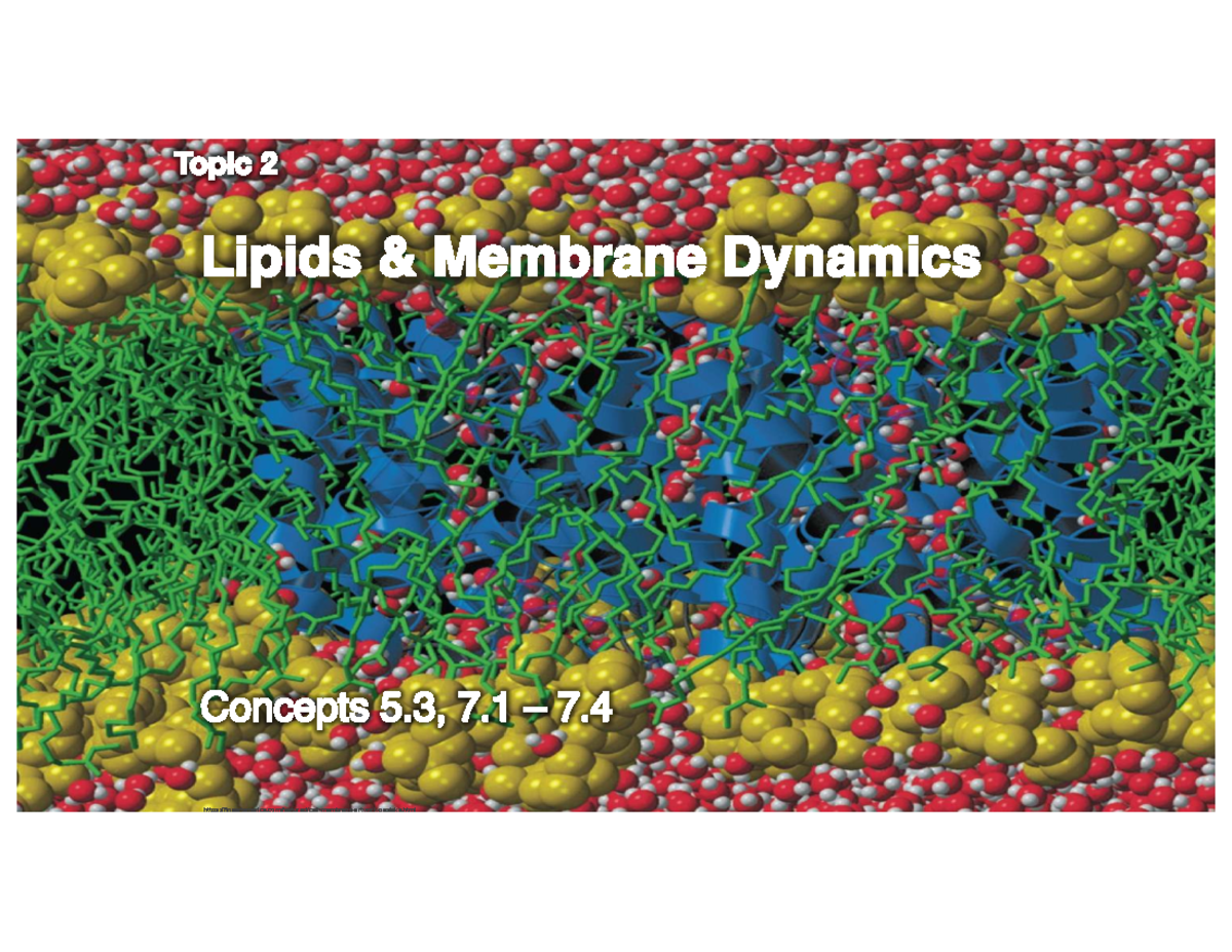 Cholesterol, Lipids, and Membrane Dynamics: Key Concepts (47270207 ...