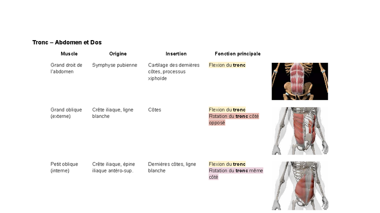 Muscles et Insertion: Origine, Fonction et Mouvements (ANAT 101) - Studocu