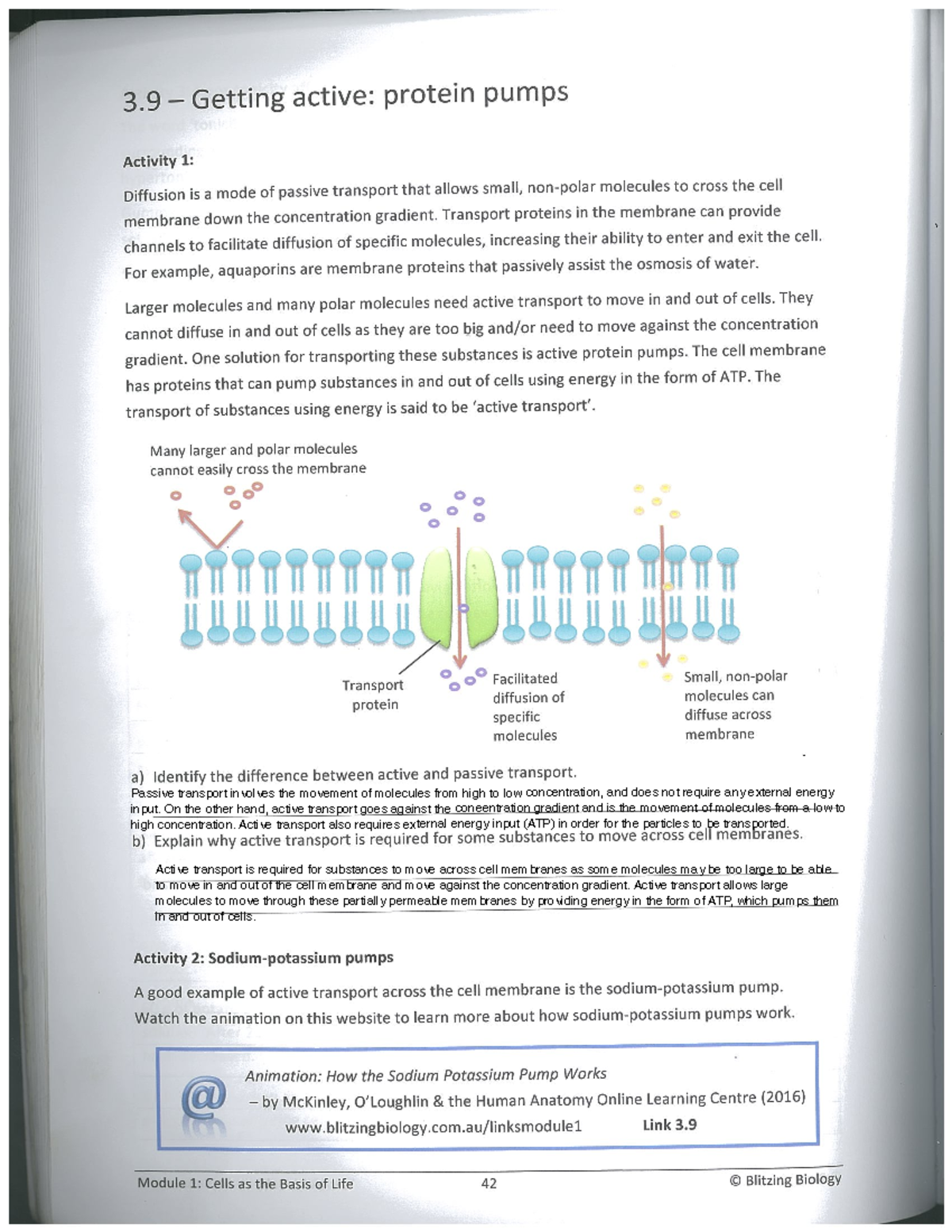 11d. Active Transport Mechanisms and Protein Pumps 3.9 BB - Studocu