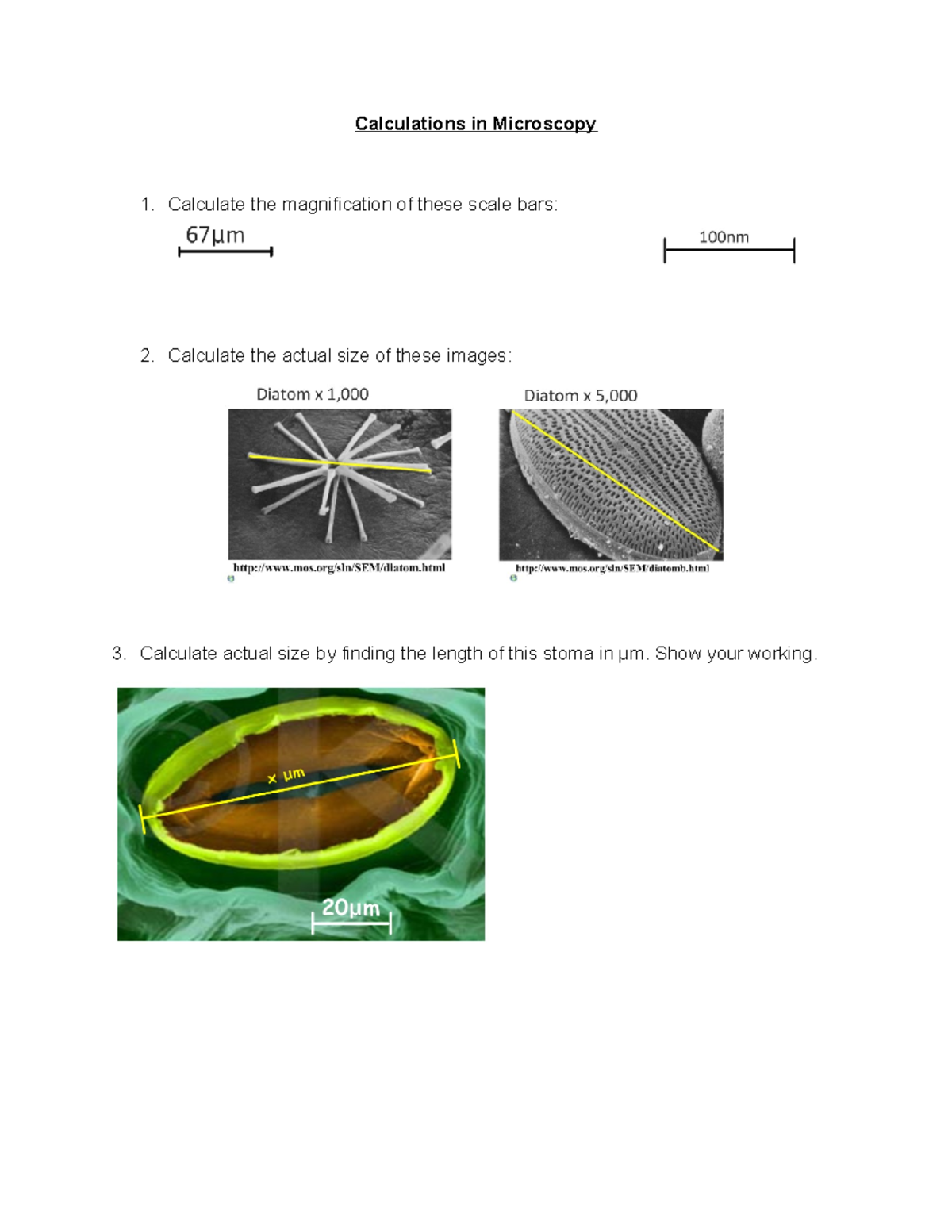 Microscopy Calculations: Scale Bar Magnification & Size Analysis - Studocu