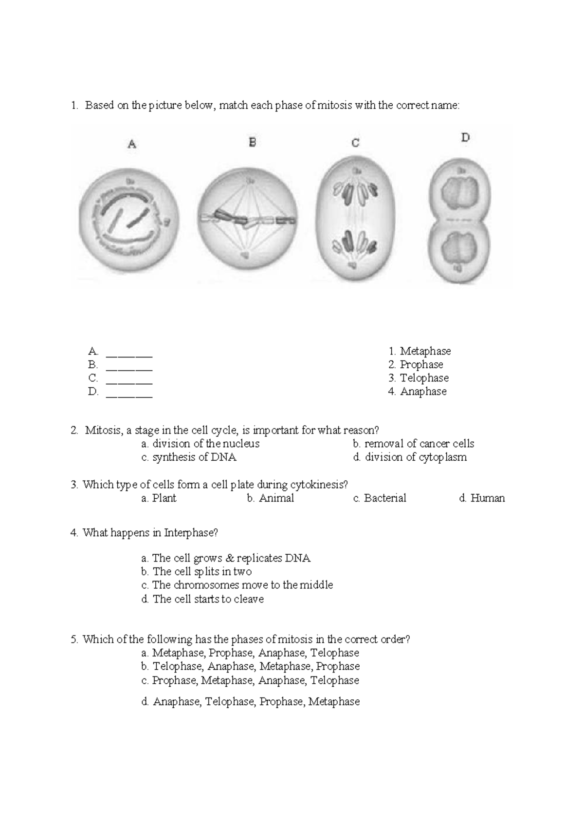 Mitosis worksheet - woksheet - 1. Based on the picture below, match ...