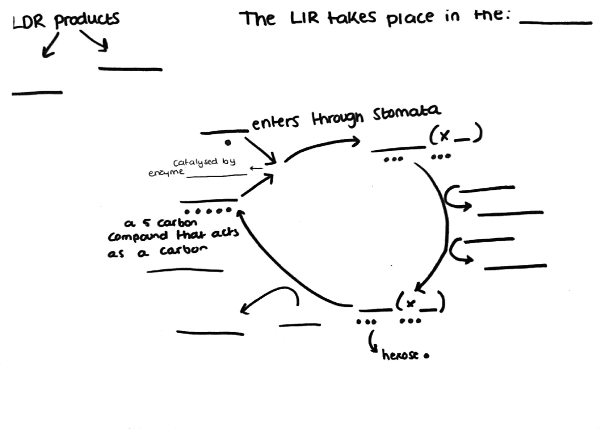 2024-09-13 10-25 - worksheet for alevel biology - LDR products The LIR ...