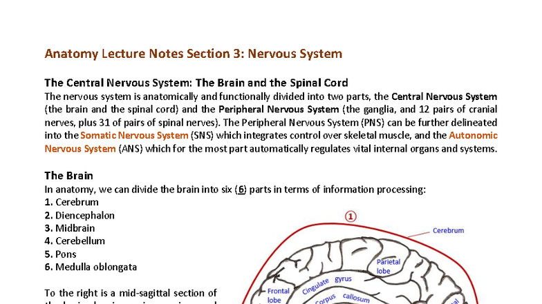 Anatomy Lecture Notes: Nervous System (CNS) & Brain Functions - Studocu