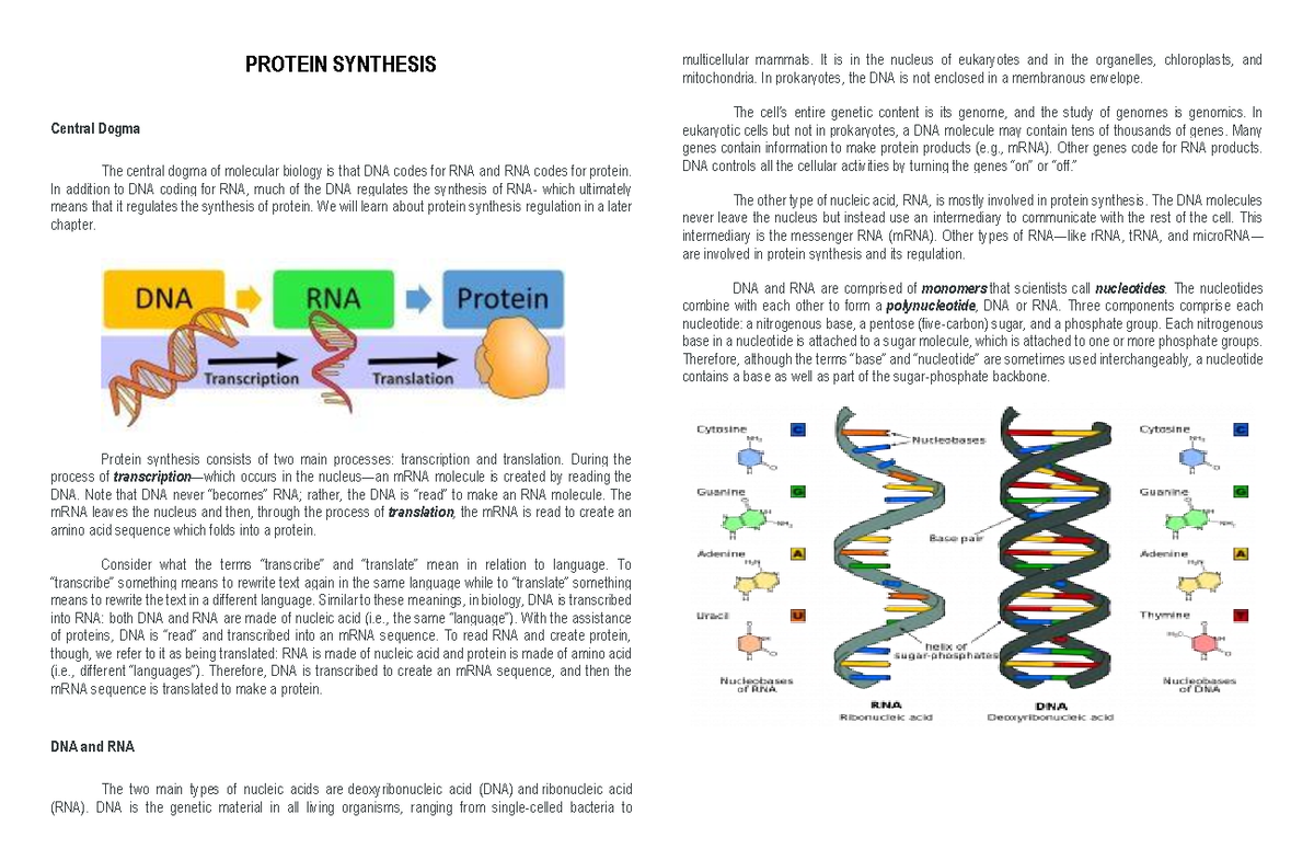 DEAR - Protein Synthesis: Understanding the Central Dogma in Biology ...