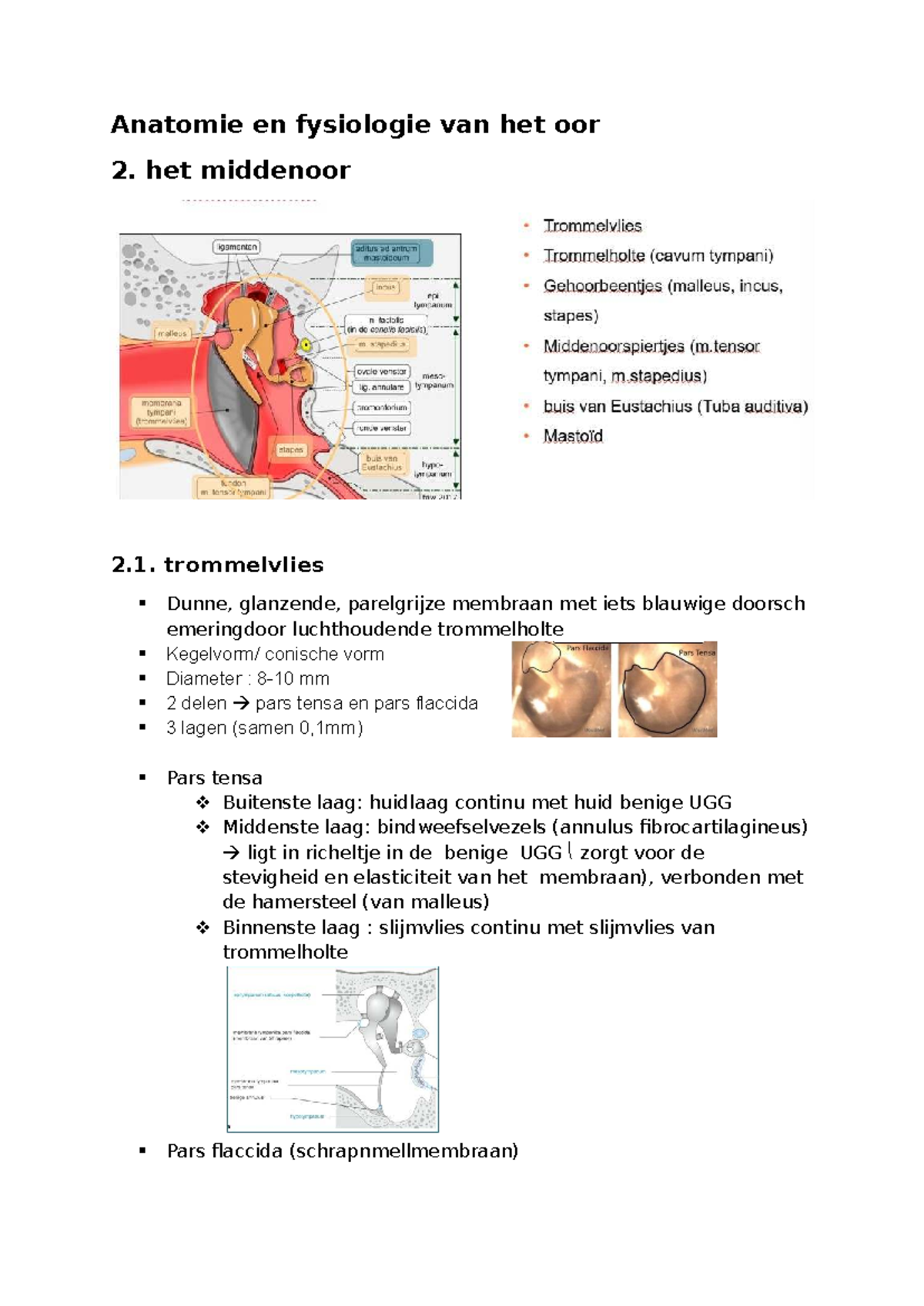 Anatomie en fysiologie van het middenoor: Een gedetailleerde studie ...