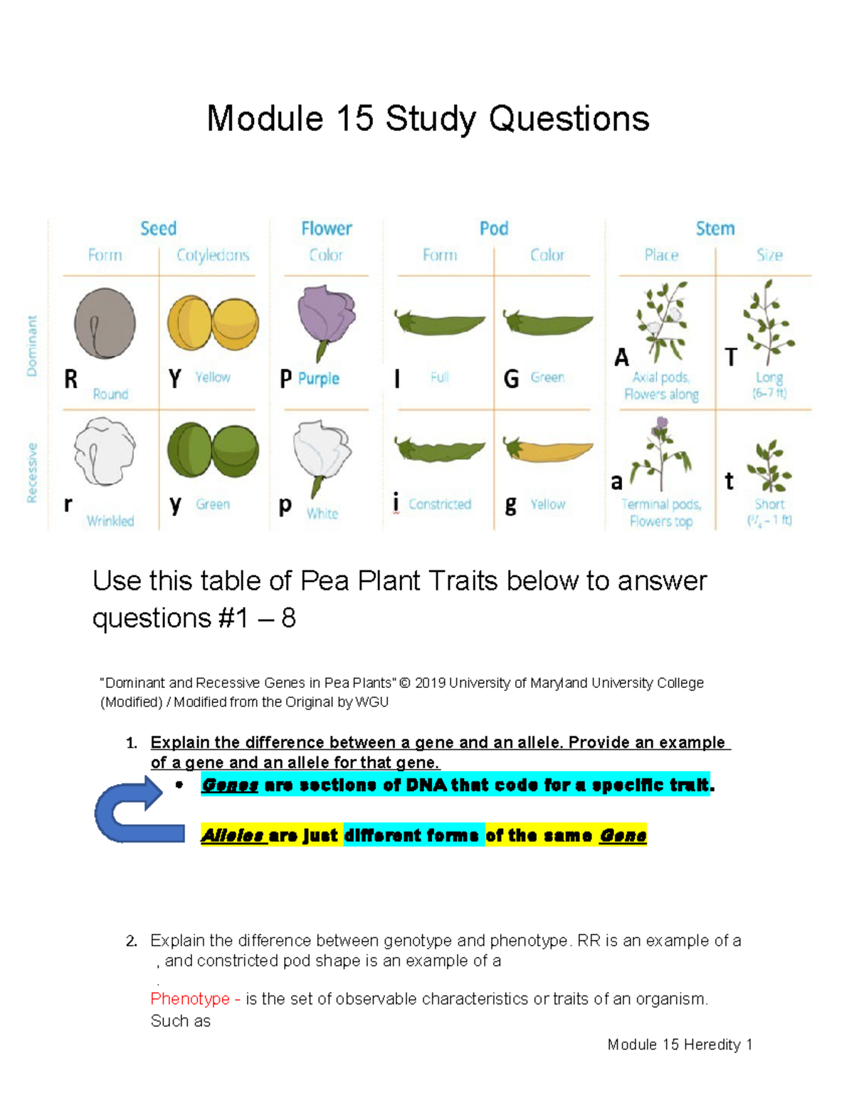 Module 15 Study Guide: Understanding Pea Plant Genetics and Traits ...