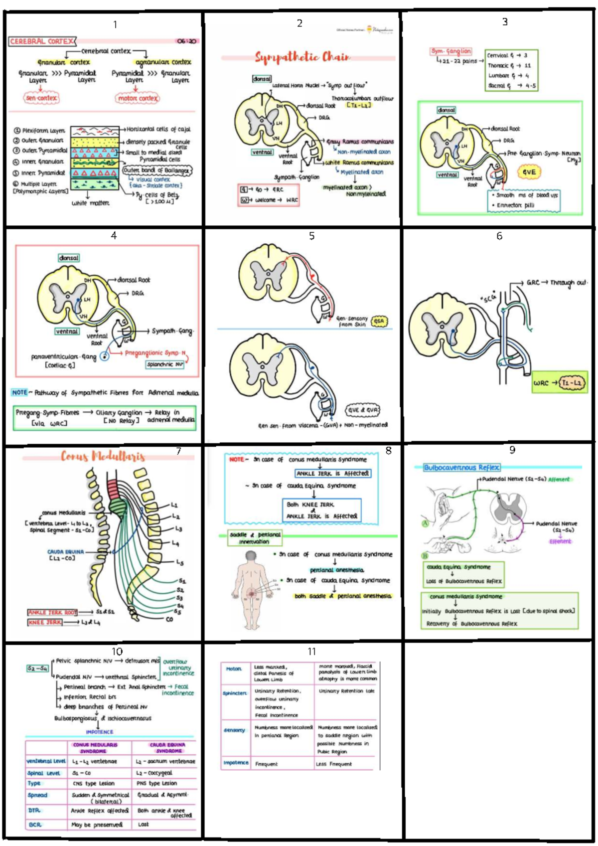 CEREBRAL CORTEX & SYMPATHETIC CHAIN: Quick Study Notes - Studocu