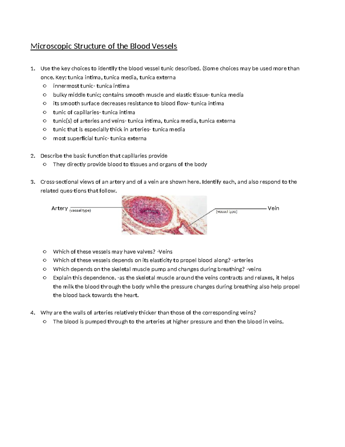 BSC1086L Lab 21 Review: Microscopic Structure of Blood Vessels - Studocu