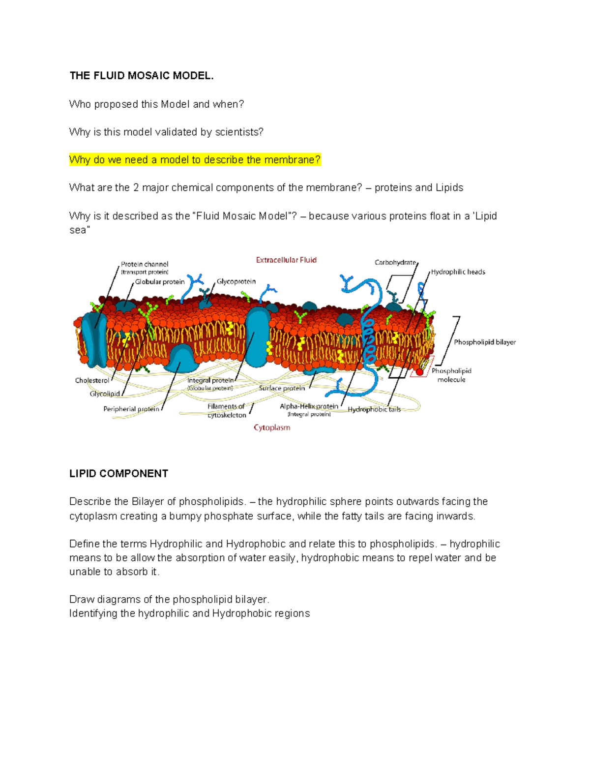 Cell Membranes-Gateways to the cells - THE FLUID MOSAIC MODEL. Who ...