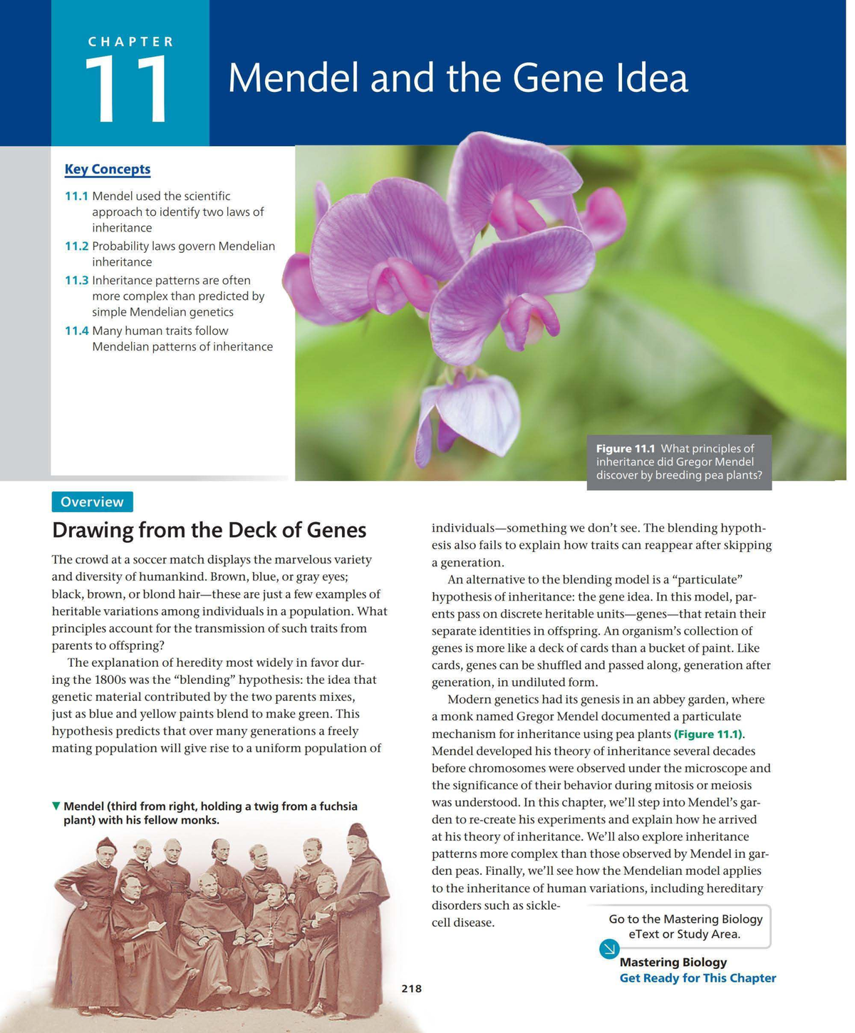 Chapter 11: Mendel's Laws of Inheritance and Gene Theory - Studocu