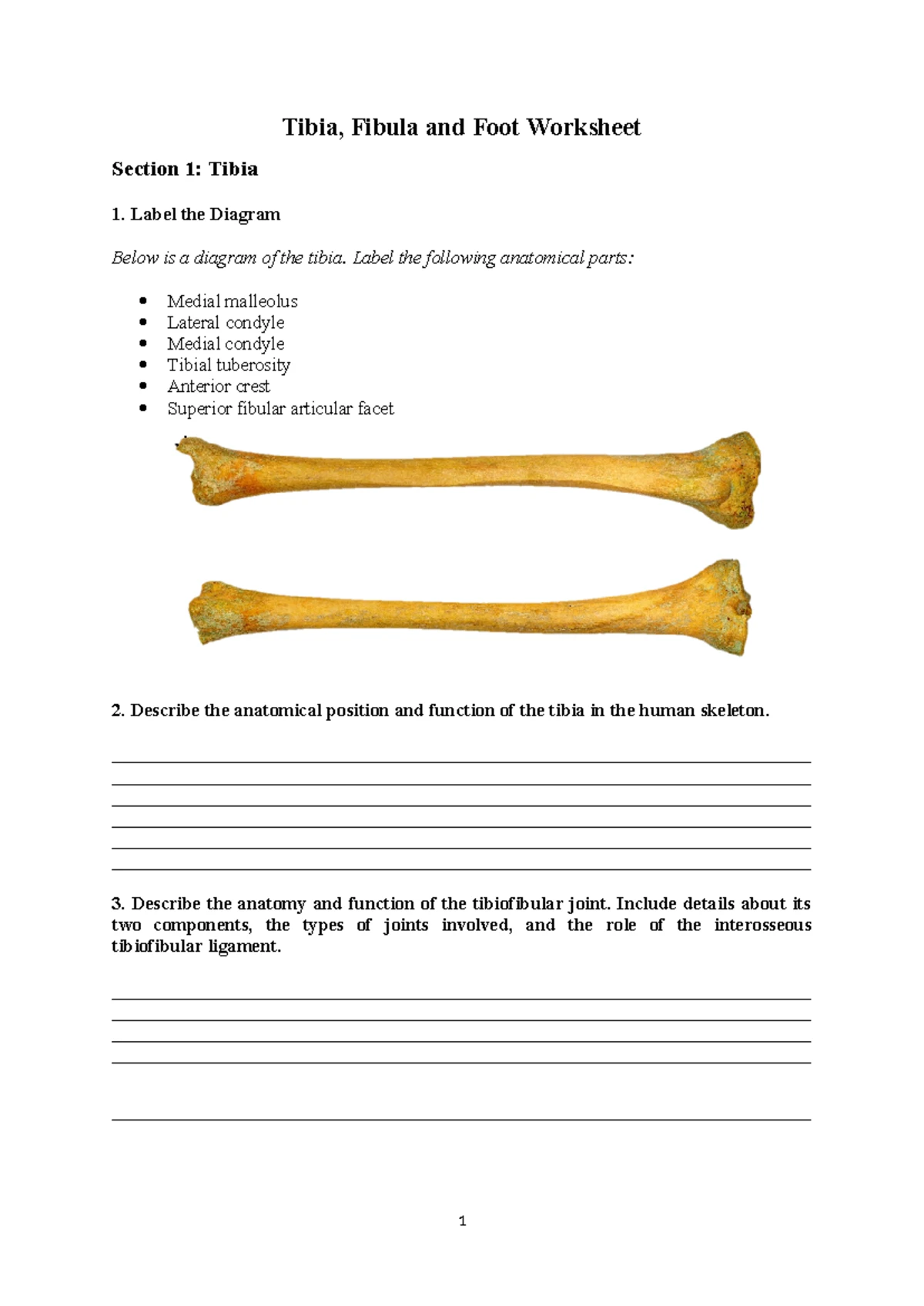 ANA122 Lower Limb and Foot Anatomy Worksheet - Studocu