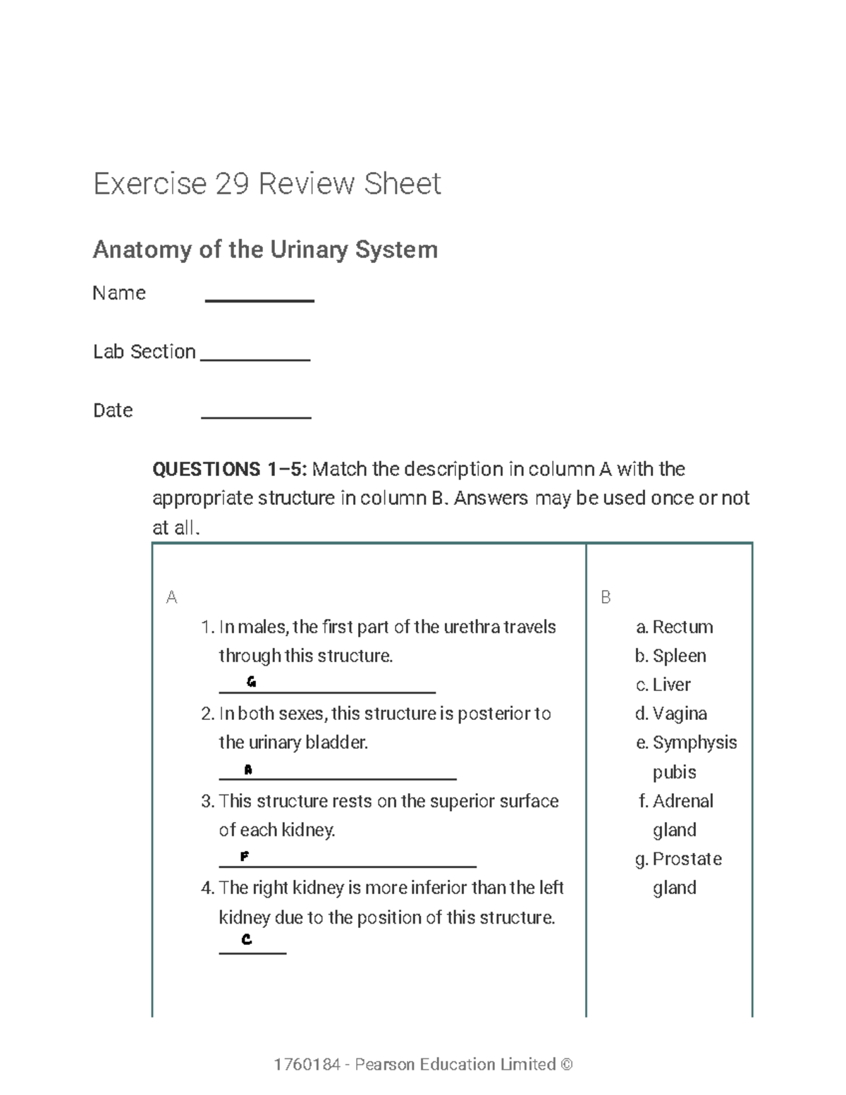 Chapter 29 - Urinary System Lab Assignment Review Sheet - Studocu