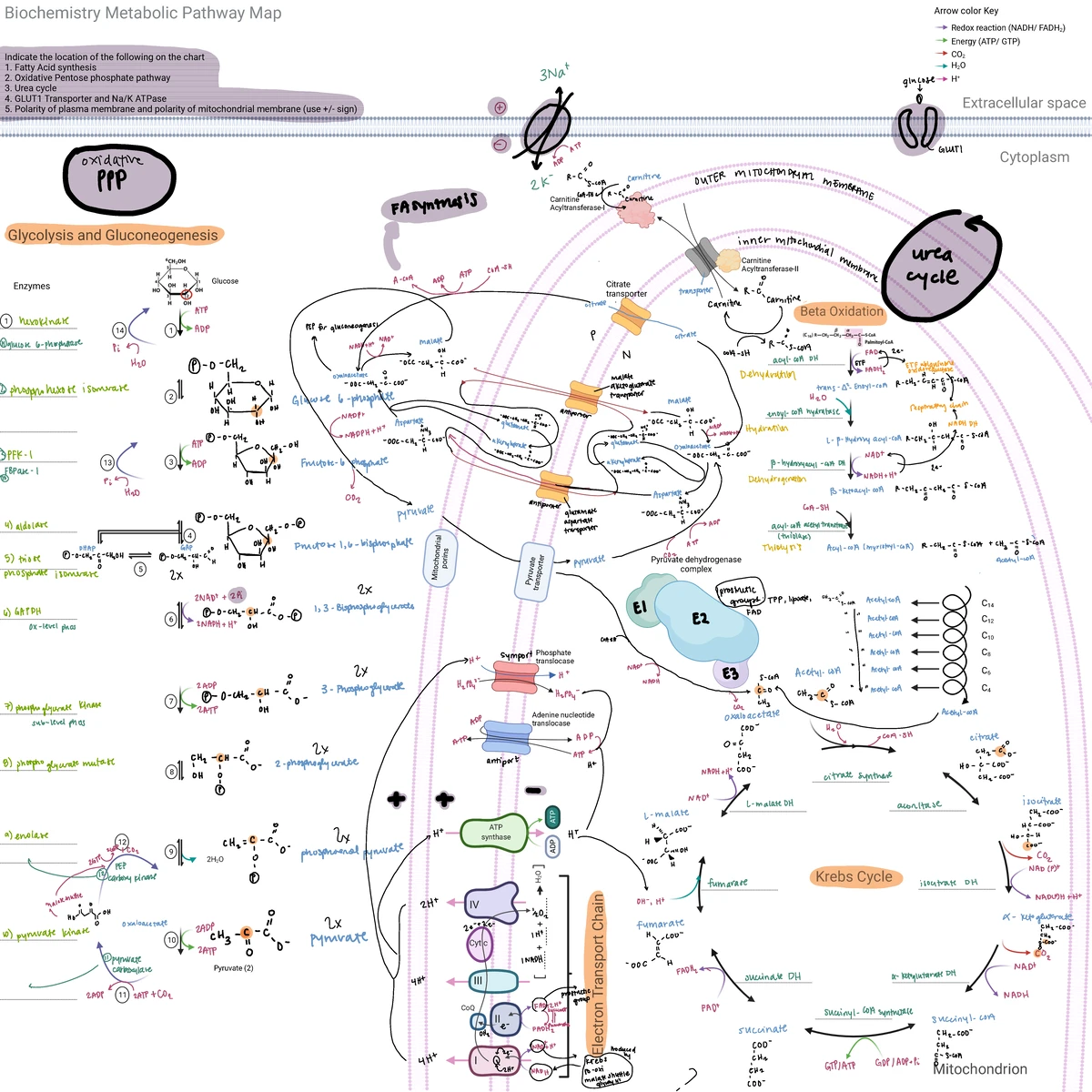Metabolic Pathway Map - Biochemistry (Final Project) - Studocu