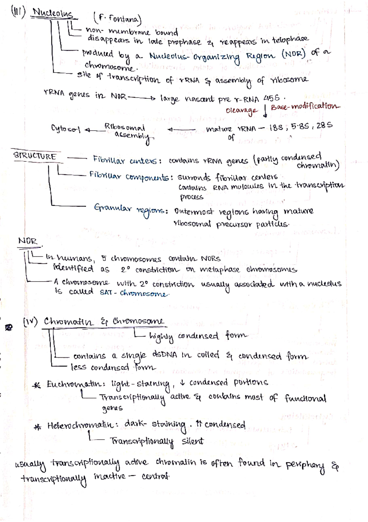 Cell Organelles: Nucleolus Function and Chromatin Structure (BIO 101) - Studocu