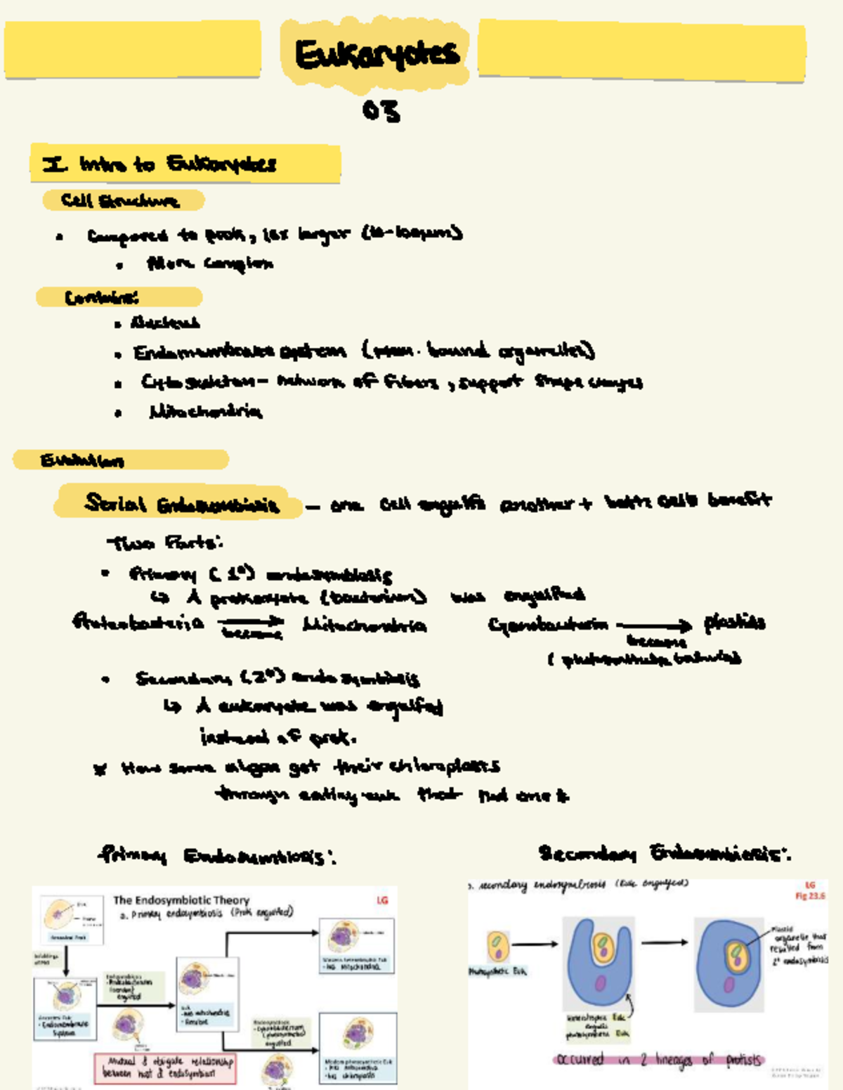 Eukaryotes 03: Intro to Cell Structure and Endosymbiosis Notes - Studocu