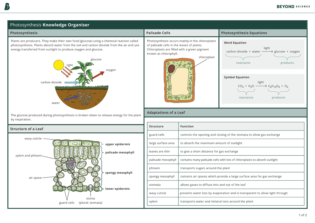 Photosynthesis Knowledge Organiser: Key Concepts & Structures - Studocu