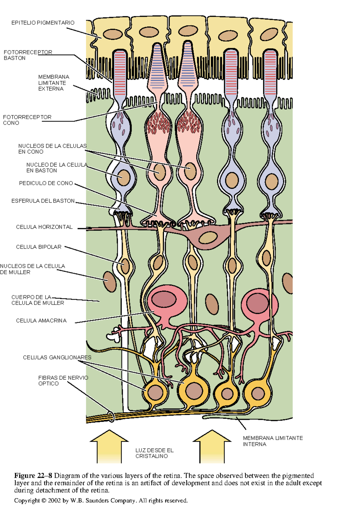 3IM OJO - hisoylogia ojo - Histologia - Figure 22–8 Diagram of the ...