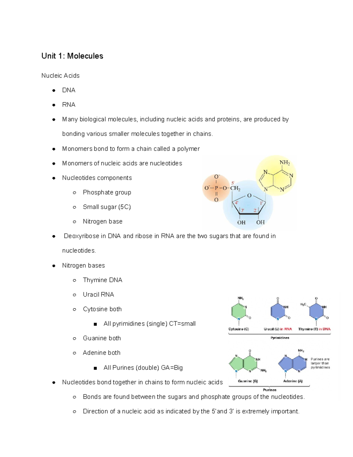 Biology - Unit 1: Molecules Nucleic Acids DNA RNA Many biological ...