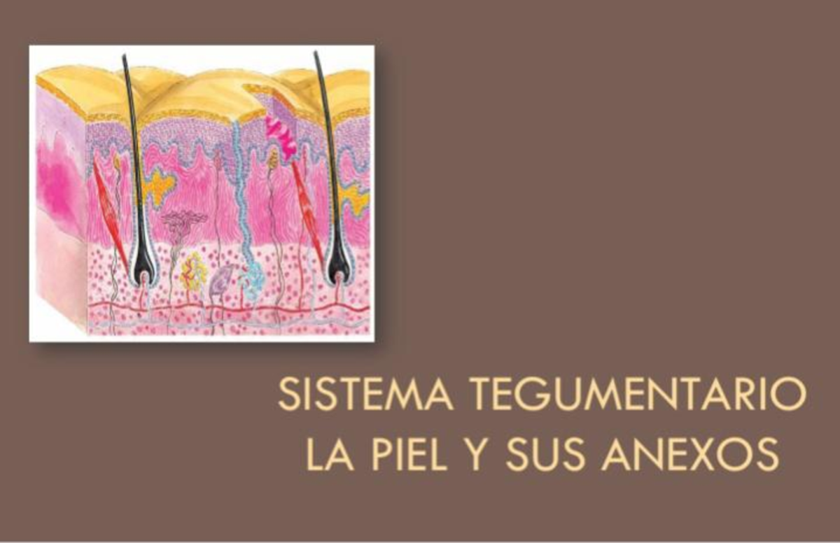 Sistema tegumentario - Vth bbjn gykgtuk - SISTEMA TEGUMENTARIO LA PIEL ...