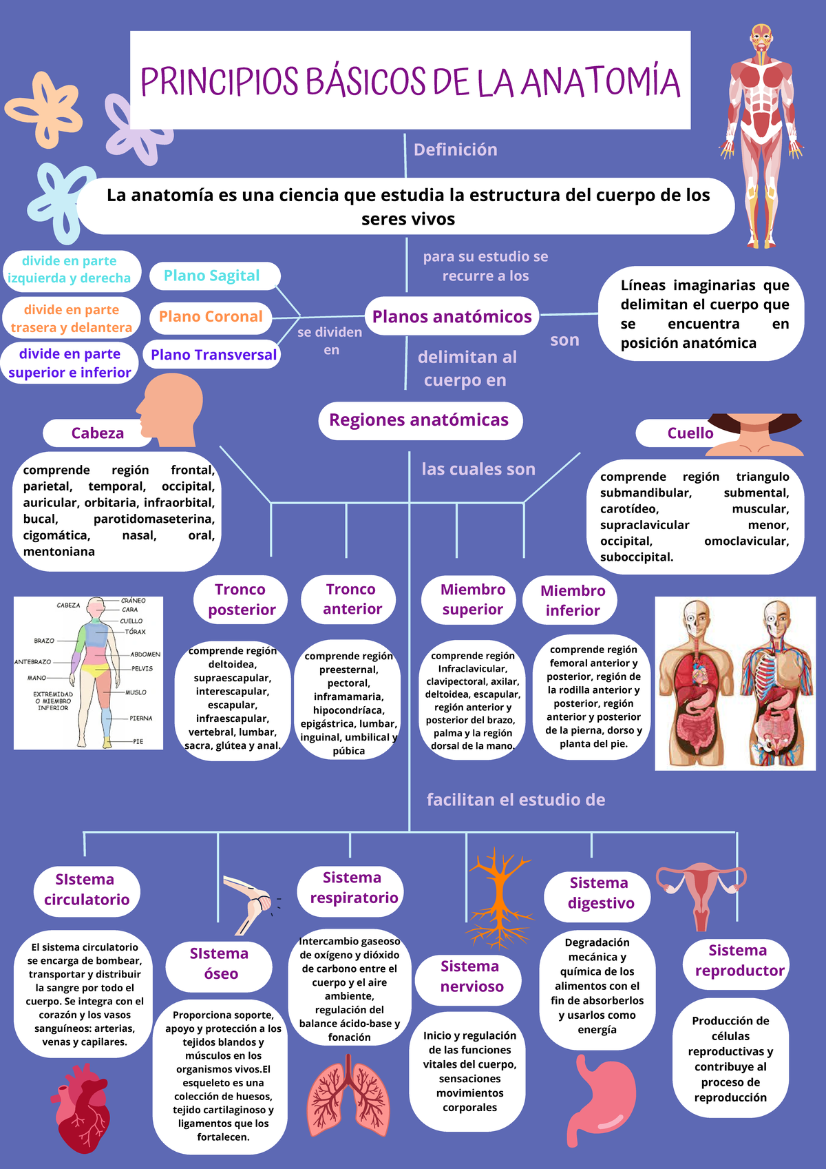 Mapa De Anatomía Corporal