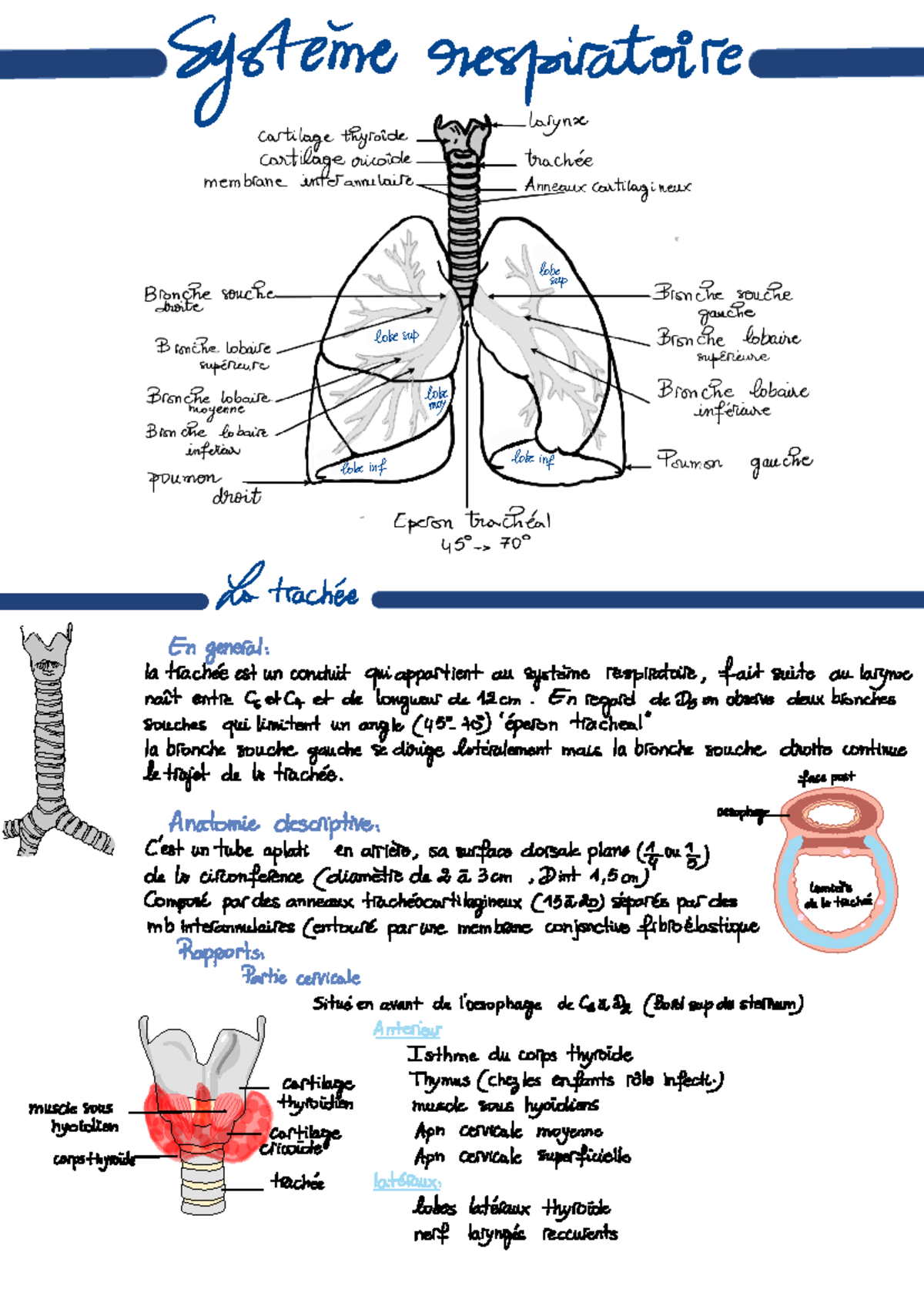 Système Respiratoire - Anatomie et Fonction (Cours Biologie) - Studocu