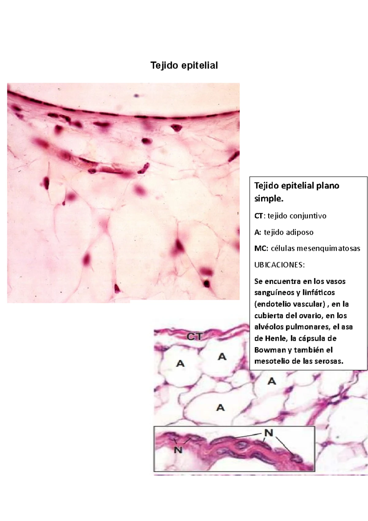 Histología de Alveolos: Estructura y Función del Intercambio Gaseoso ...
