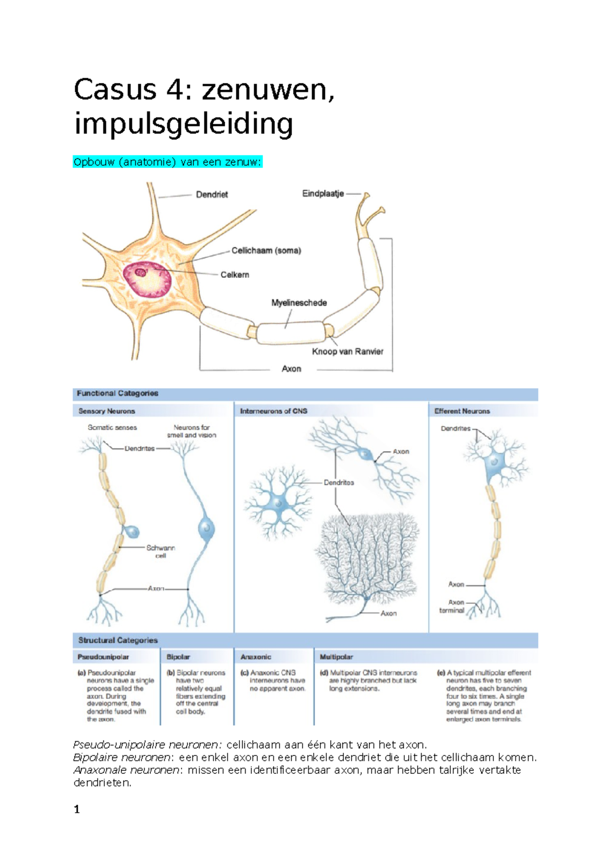 Casus 4: Anatomie en Functie van Zenuwen en Impulsgeleiding - Studeersnel