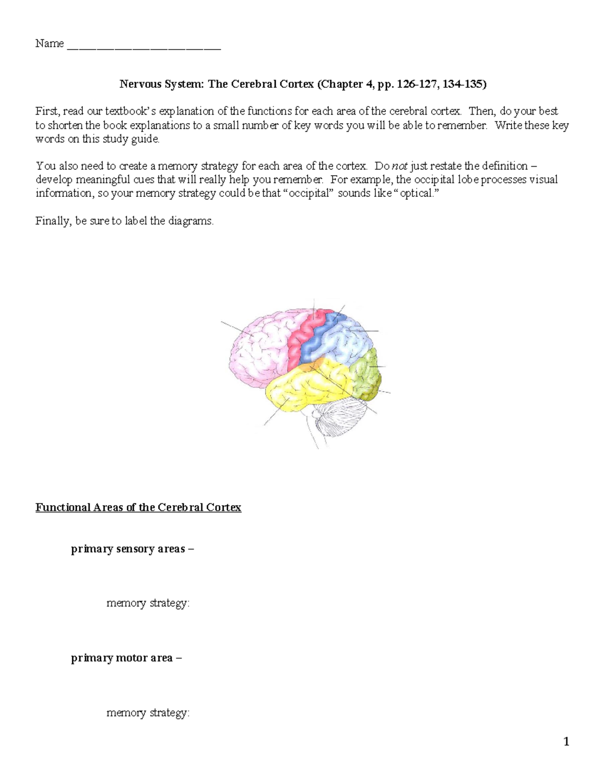Nervous System Study Guide: Cerebral Cortex Functions (Ch 4) - Studocu