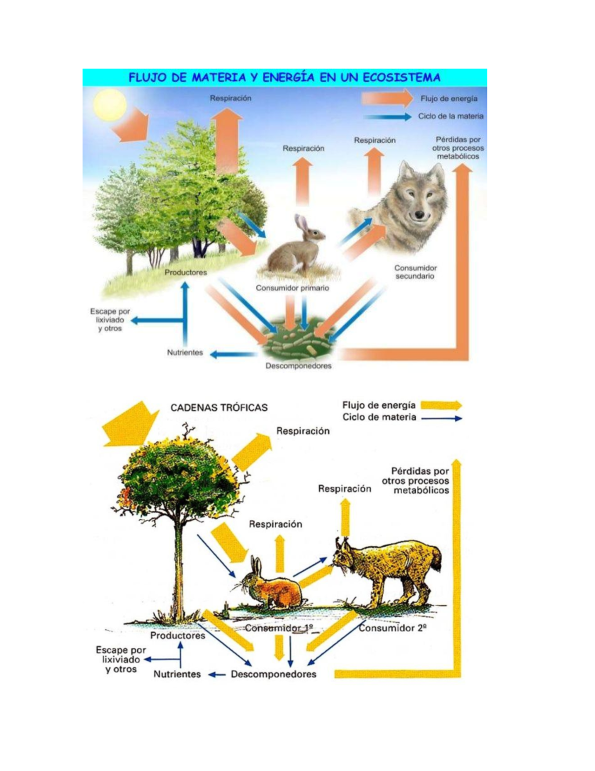 Flujo de Energía y Ciclo de Materia en Ecosistemas: Análisis Completo ...