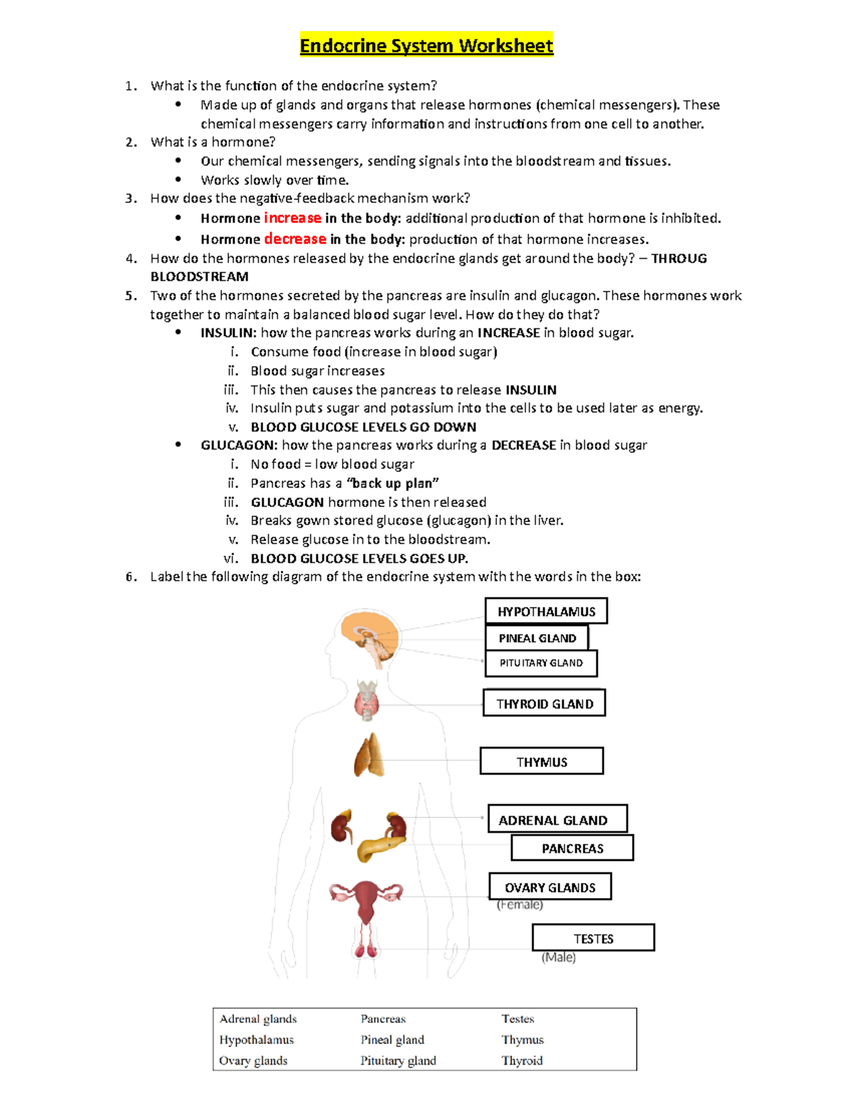 Endocrine System Worksheet - Function & Hormone Regulation Guide - Studocu