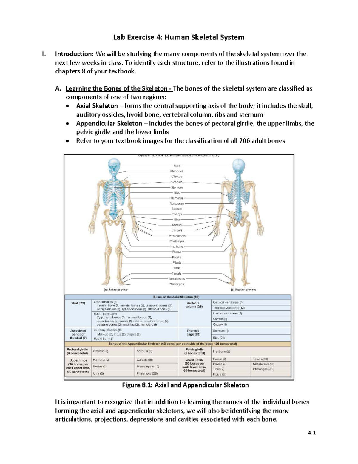 Anatomy Identification: Skull & Limb Bones - Study Guide for Exam - Studocu