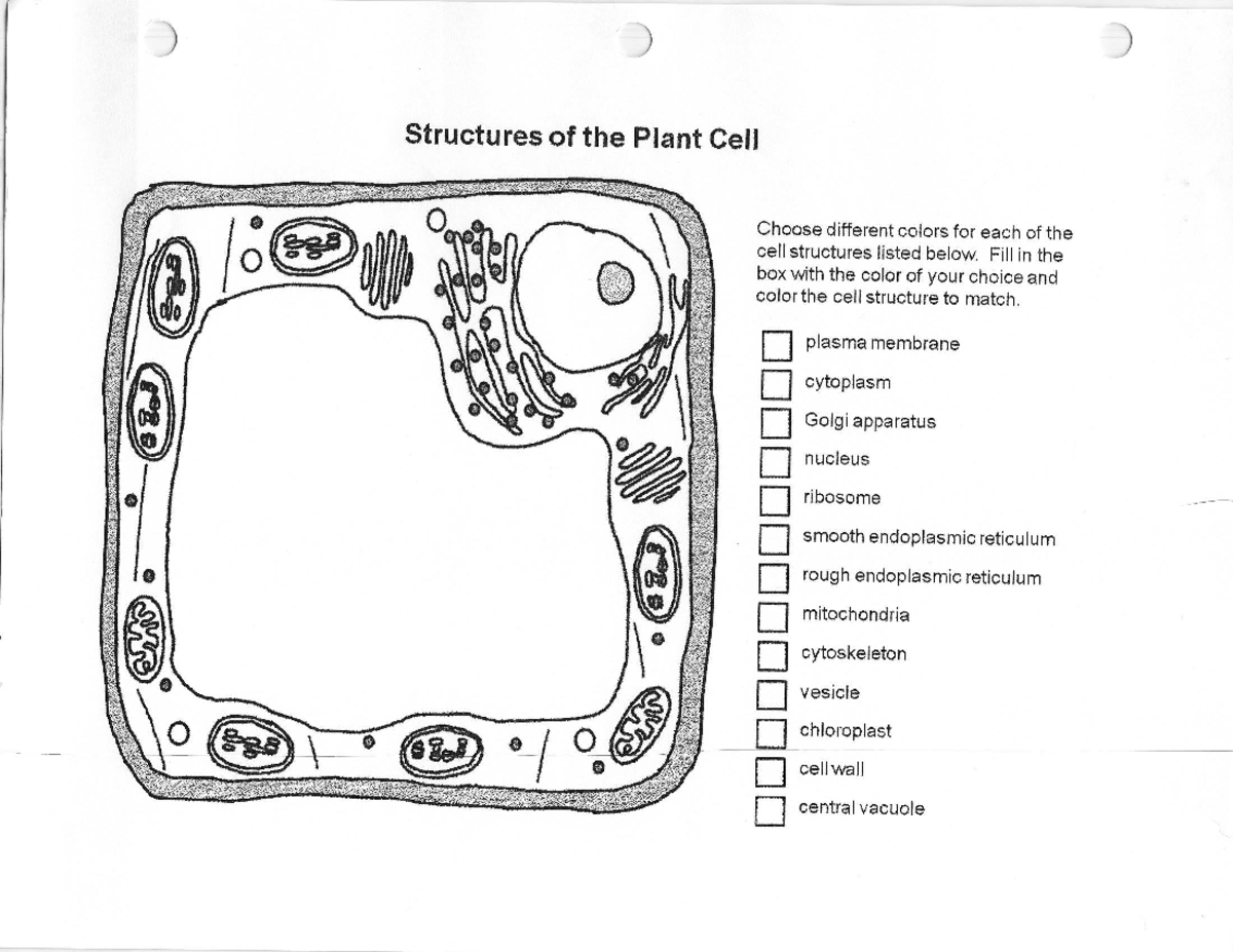 Structures of Plant Cell - Coloring Guide - Studocu