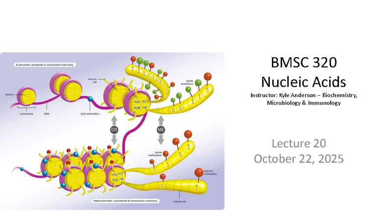 BMSC 320 Lecture 20: Epigenetic Mechanisms in Nucleic Acids - Studocu