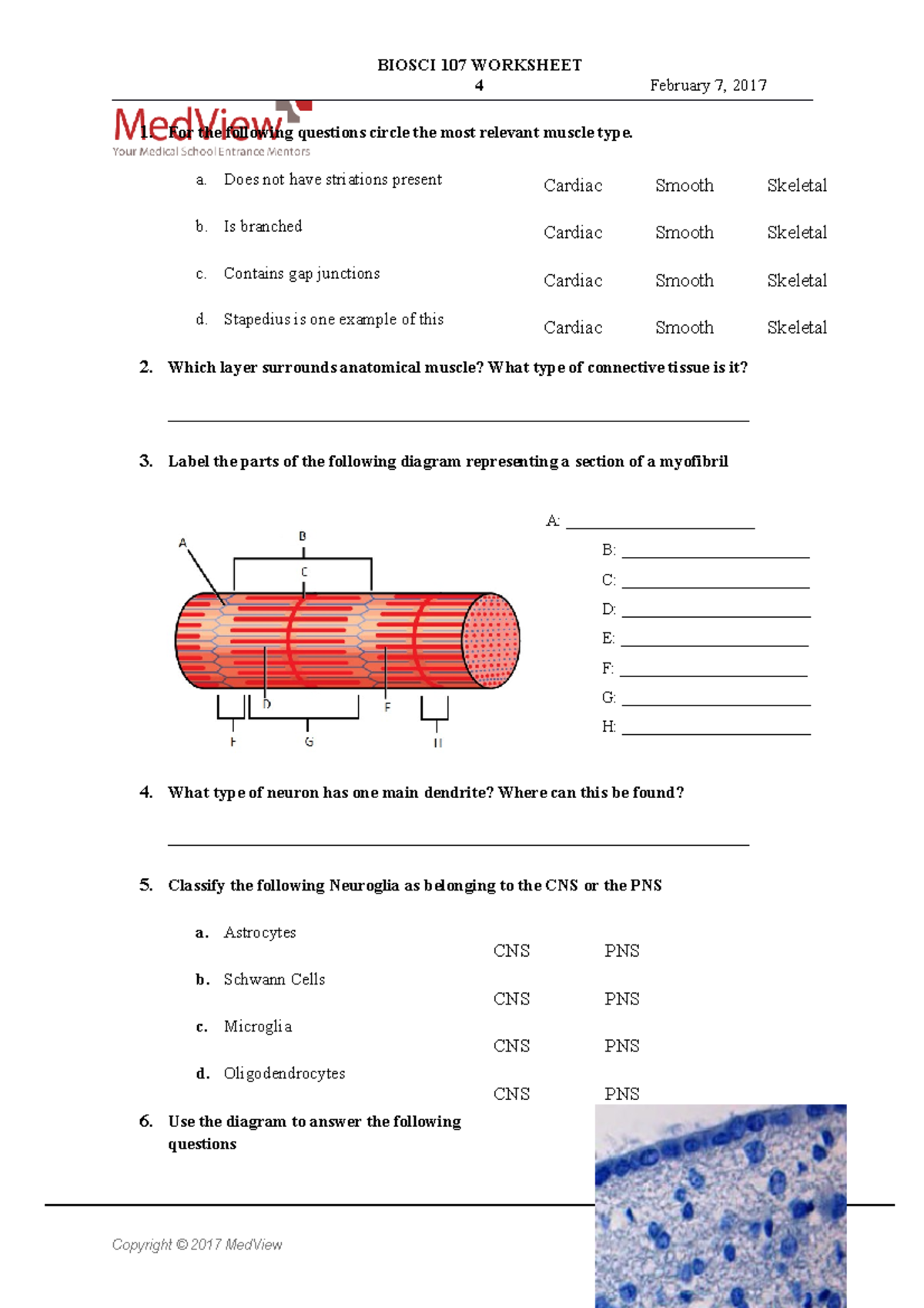 Worksheet 4 - Biosci107 practice - BIOSCI 107 WORKSHEET 4 February 7 ...