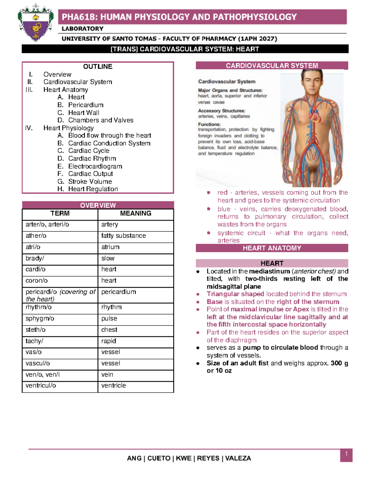 1APH PHA618LAB Heart - Cardiovascular System - [TRANS] CARDIOVASCULAR SYSTEM: HEART OUTLINE I ...