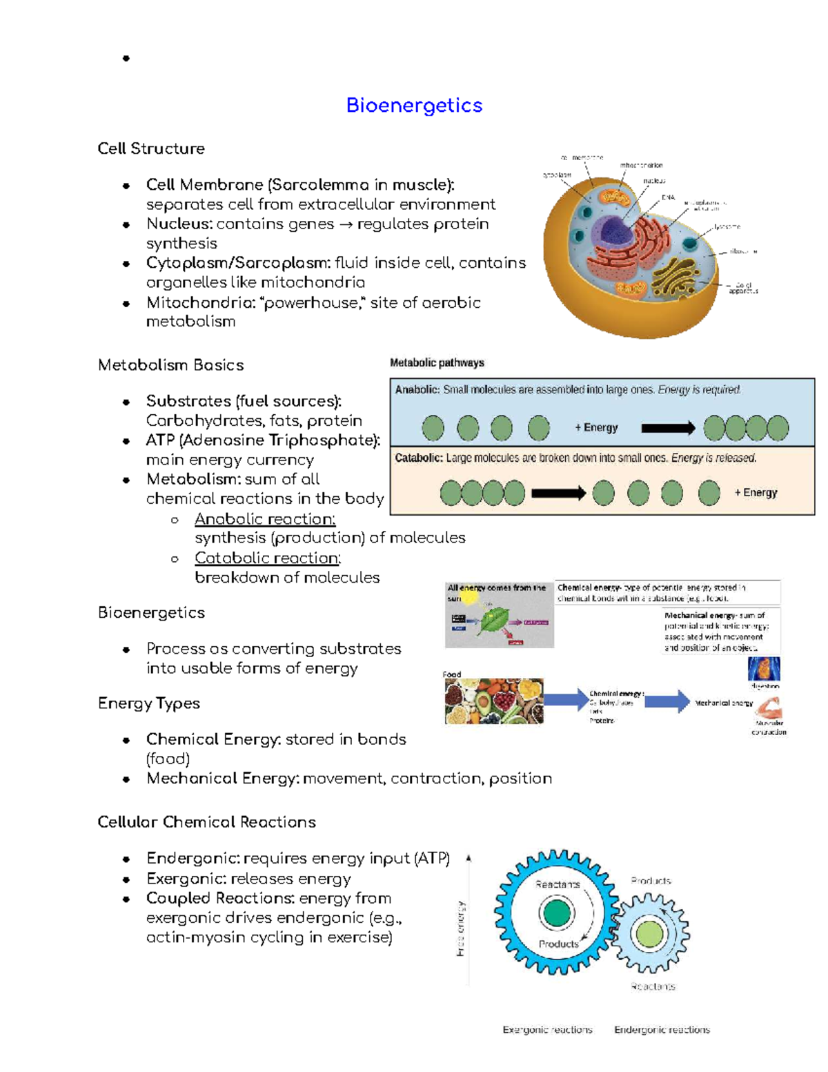 Bioenergetics Overview: Cellular Metabolism & Energy Production Methods ...