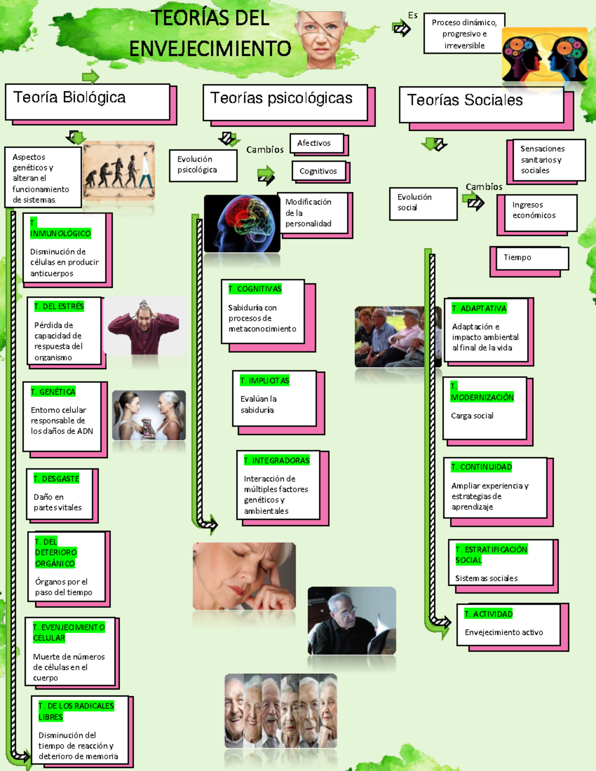 Teorías del envejecimiento mapa conceptual - TEORÍAS DEL ENVEJECIMIENTO Teoría Biológica T ...