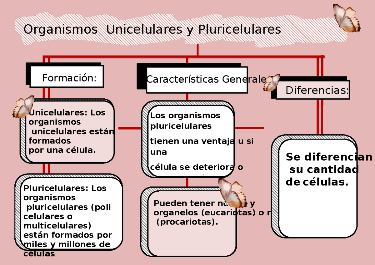 Diagrama De Organismos Unicelulares