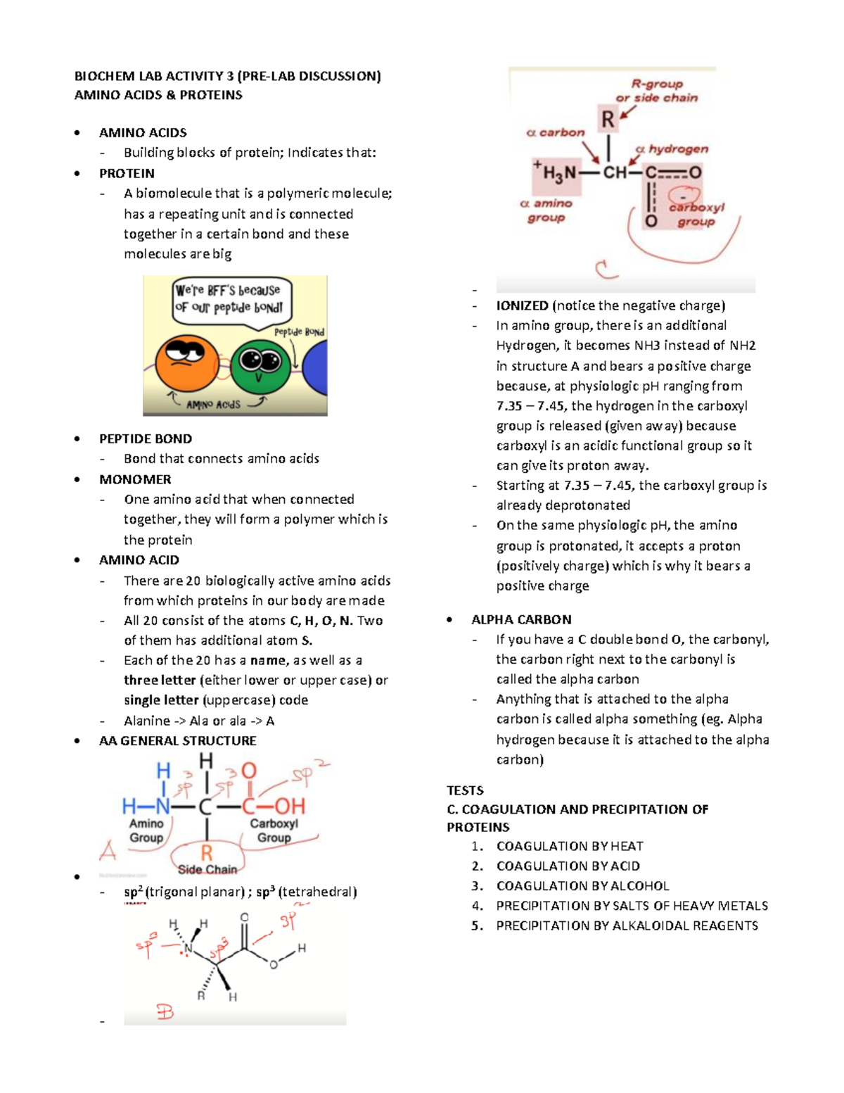 Biochem LAB Activity 3: Amino Acids & Proteins Analysis - Studocu