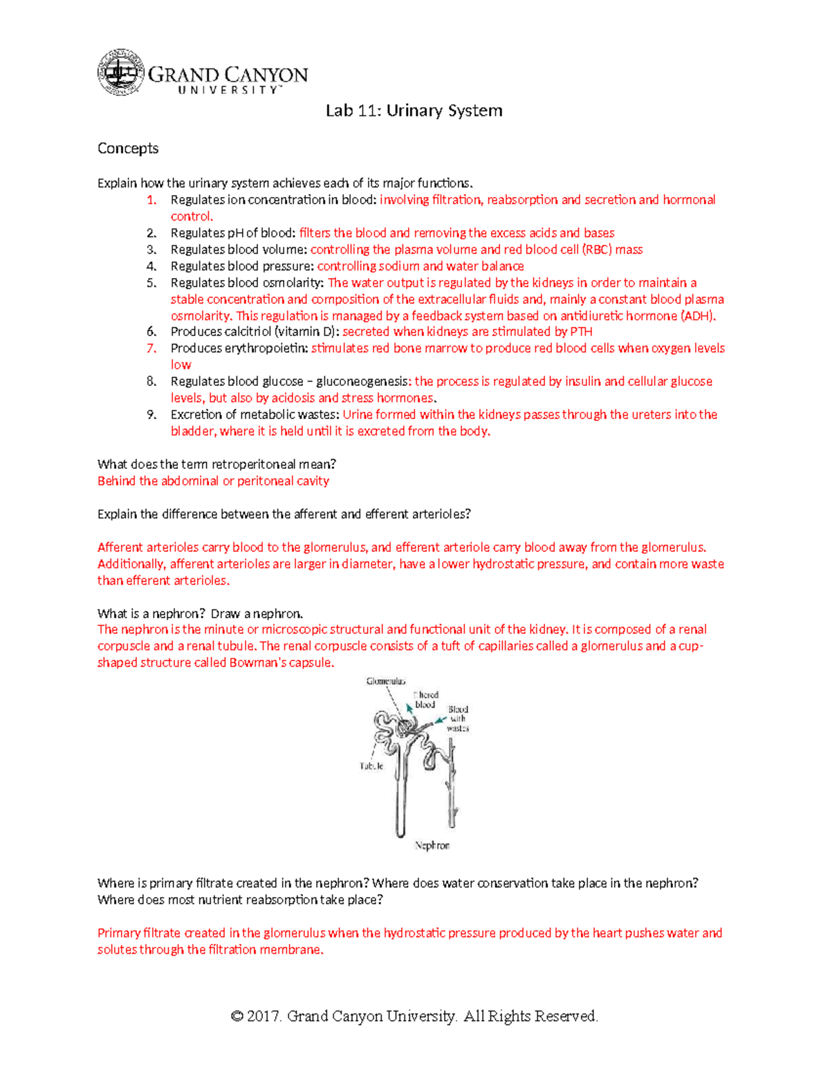 BIO-211L Urinary System Final Exam Study Guide and Notes - Studocu