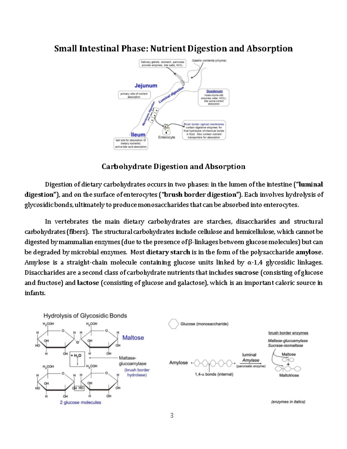 Physiology of Carbohydrate & Protein Digestion: GI Lec 6-8, 10-11 Notes ...