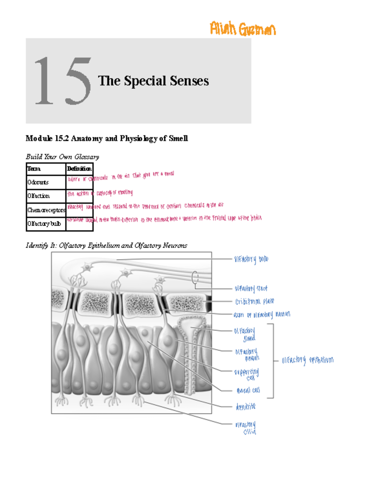 Anatomy and Physiology of the Special Senses - Studocu