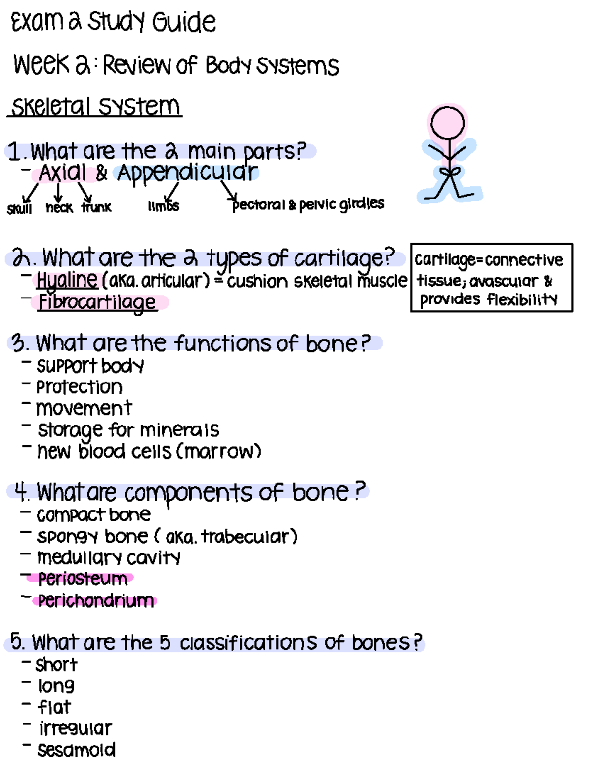 Anatomy Study Guide: Week 2 Review of Body Systems & Musculoskeletal ...