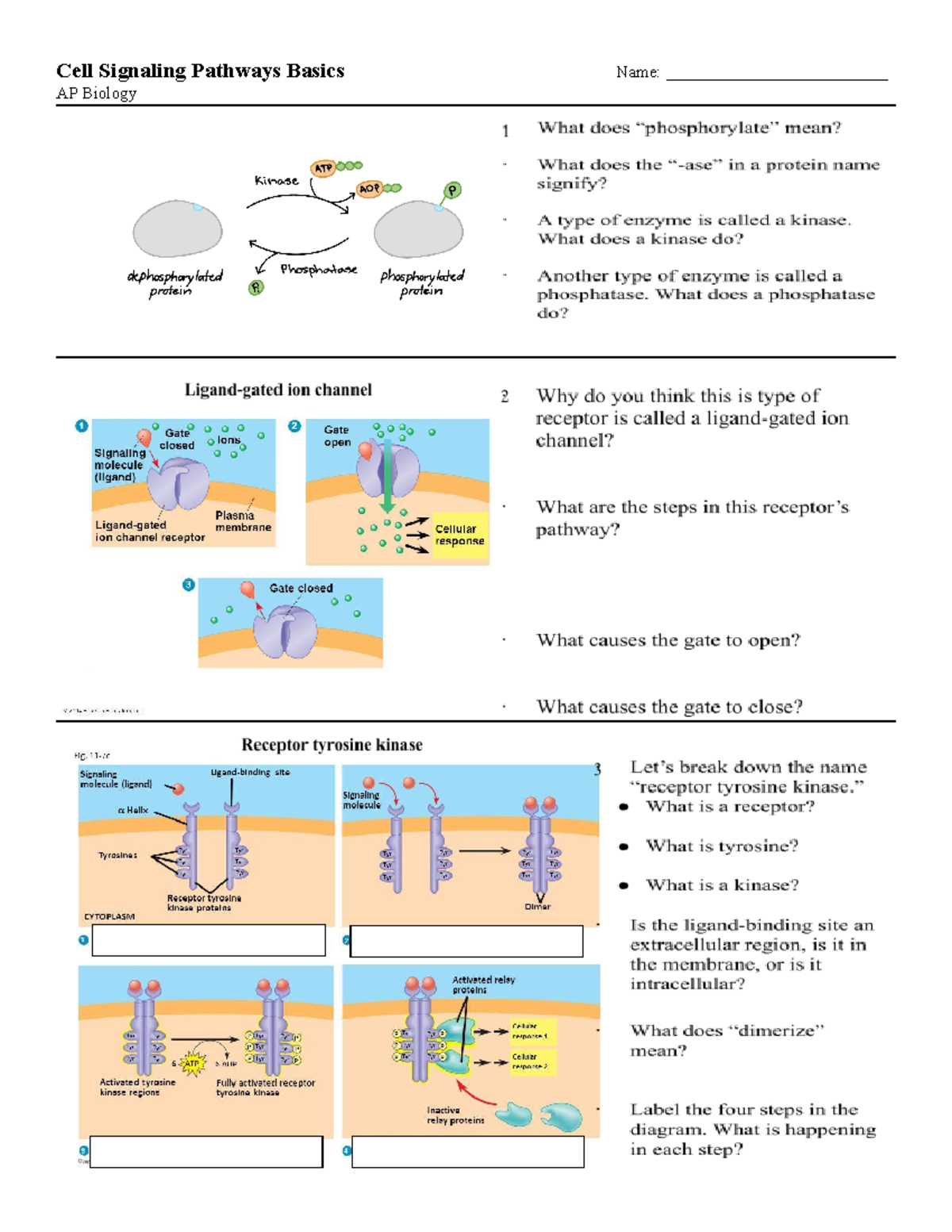 Cell Signaling Pathways Basics - Multiple Choice Questions Which of the ...