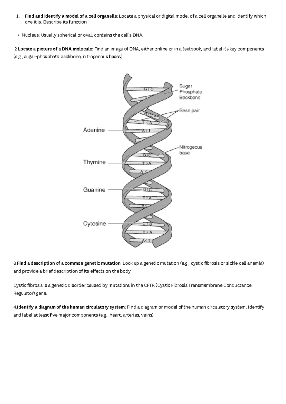 Biology Scavenger Hunt: Exploring DNA & Genetic Mutations - Studocu