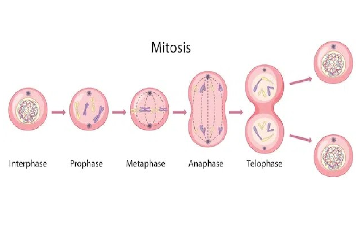 Mitosis and Meiosis Overview: Stages and Processes (BIO101) - Studocu