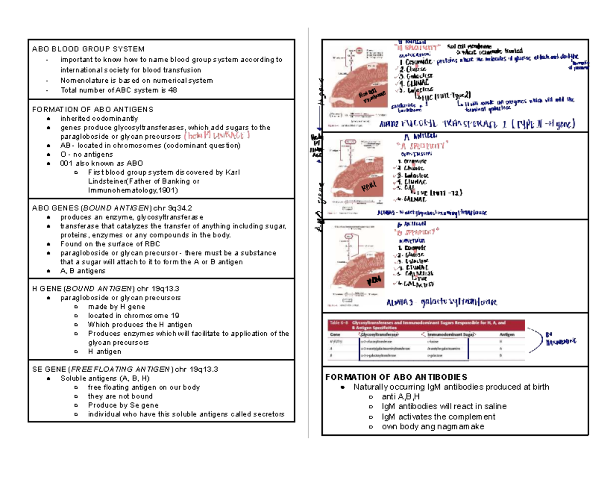 IHBB 4th Lesson: Understanding the ABO Blood Group System - Studocu